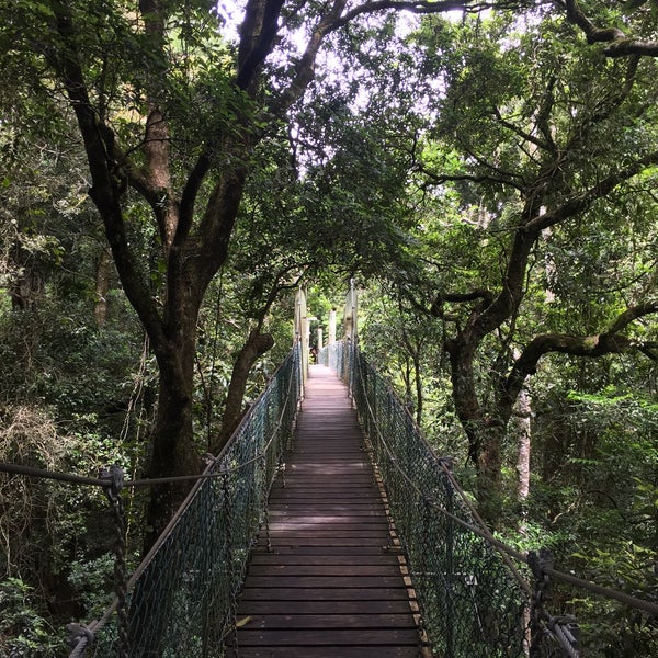 O'Reilly's Tree Top Walk - Trail