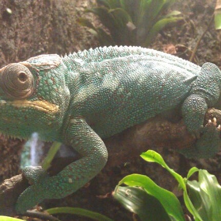 Bermuda Aquarium, Museum and Zoo - Zoo