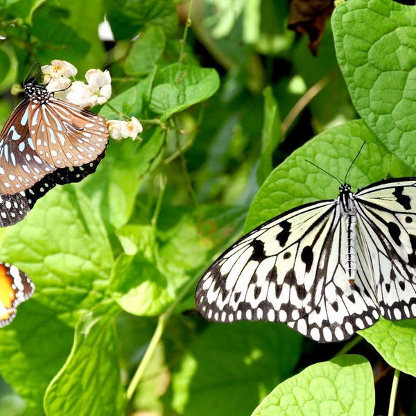 Bali Butterfly Park Taman Kupu - Kupu - Garden