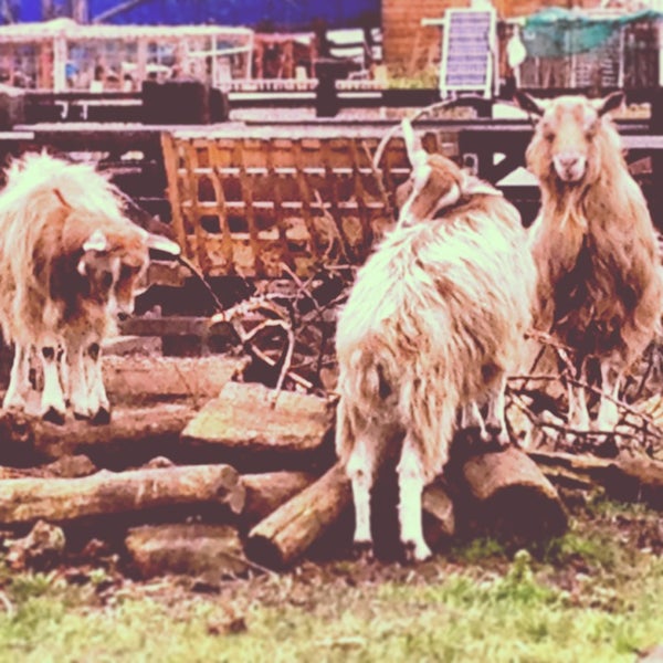 Stepney City Farm - Tower Hamlets - Stepney Way