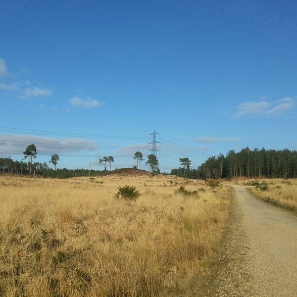 Wareham Forest - Dorset, Dorset