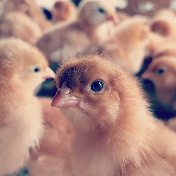 Pasar Burung Sukahaji - Pet Store