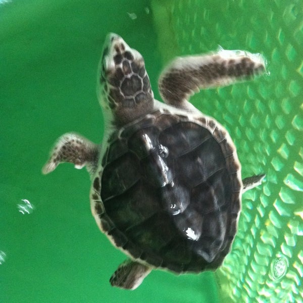Sea Turtle Inc - Zoo in South Padre Island