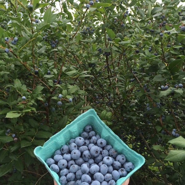 Greig's Farm - 5 tips from 325 visitors