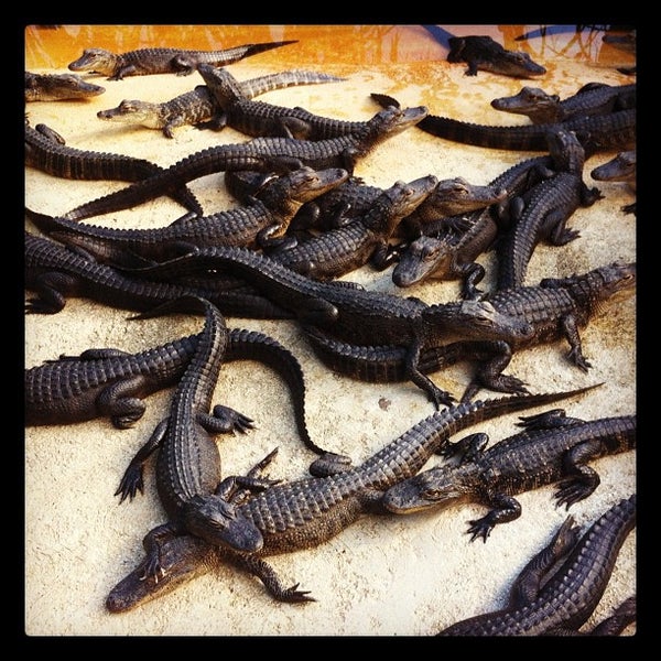 Everglades Alligator Farm - Homestead, FL
