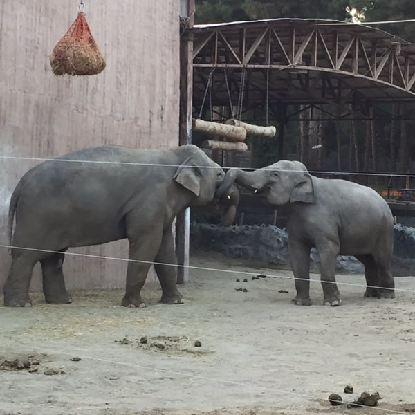 Photos at Tehran Zoo | باغ وحش تهران - منطقه ۵ - Eram Park