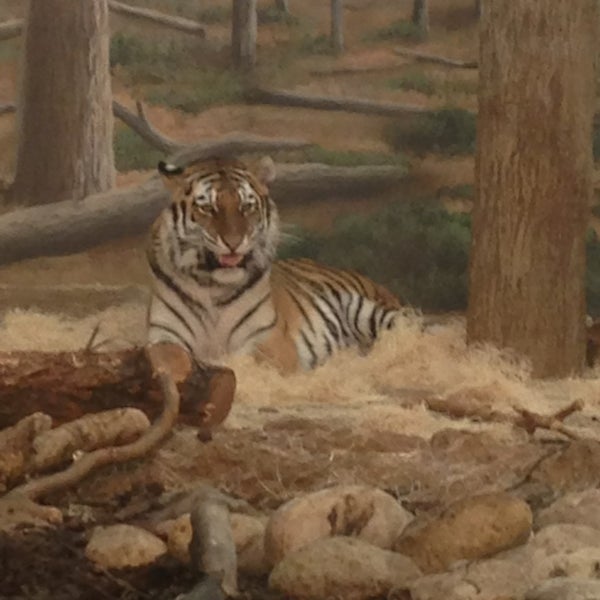 Big Cat Country - Zoo Exhibit in Zoo
