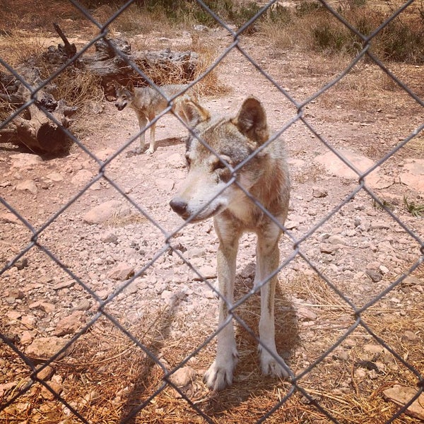 Lobo Park - Antequera, Andalucía