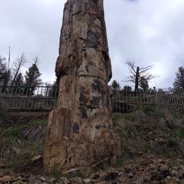 Petrified Tree - Yellowstone National Park, WY