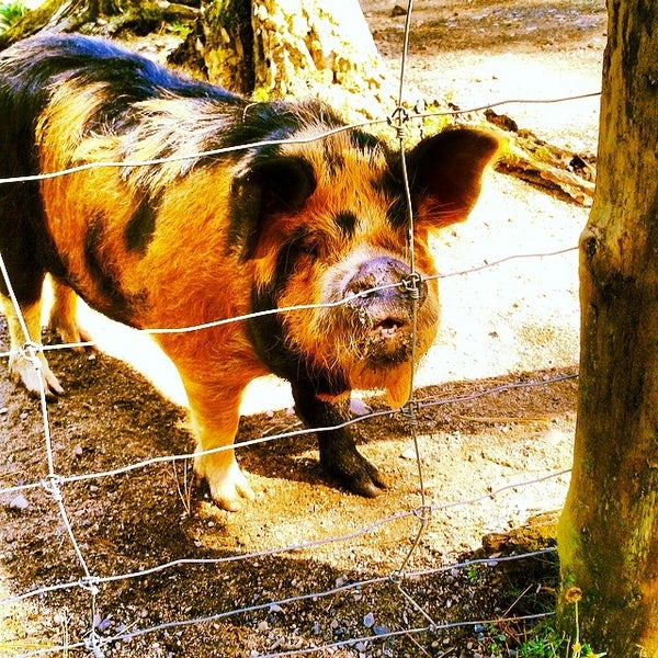 Staglands Wildlife Reserve - 2362 Akatarawa Road