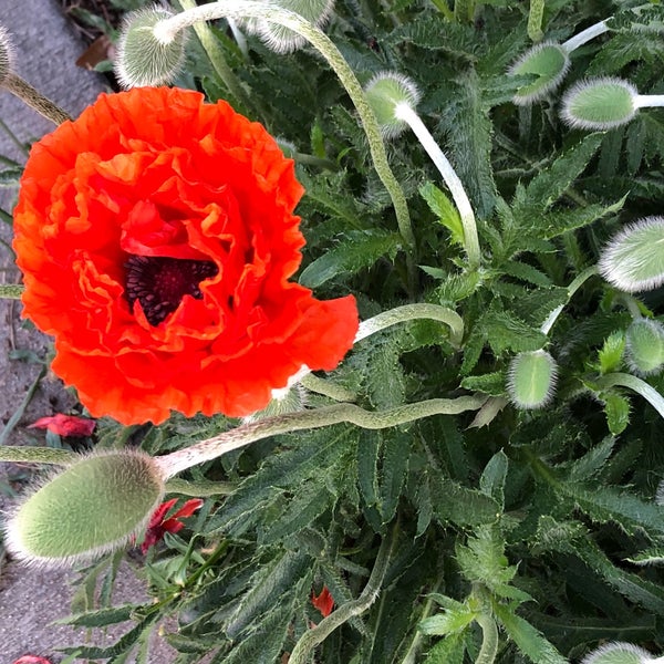 North Boulder - Neighborhood