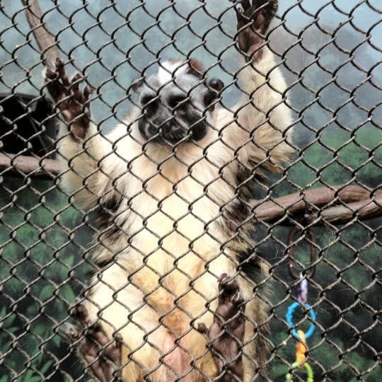 Museum of Arts and Sciences - Art Museum in Macon