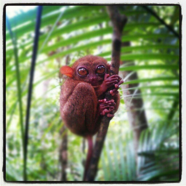 Tarsier Conservation Area - 23 tips
