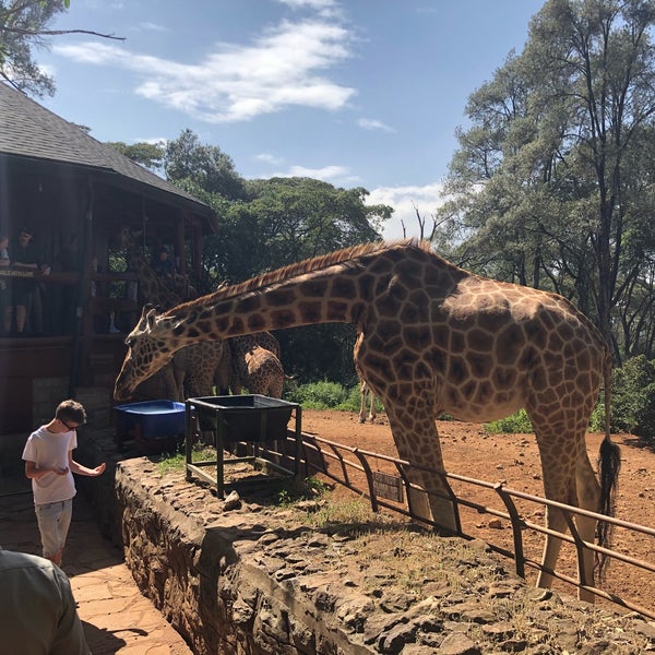 Giraffe Manor - Resort