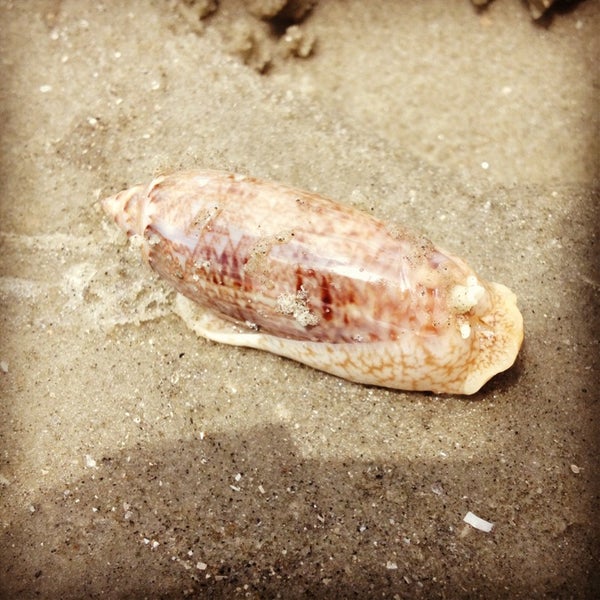 South Forest Beach - Beach