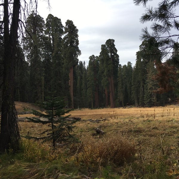 Giant Trees Meadow - Three Rivers, CA