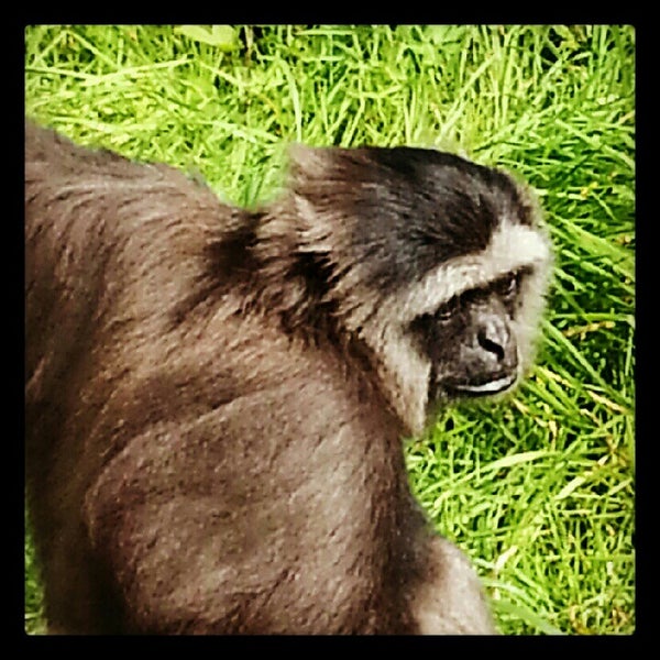 Monkey World - Ape Rescue Centre - Zoo