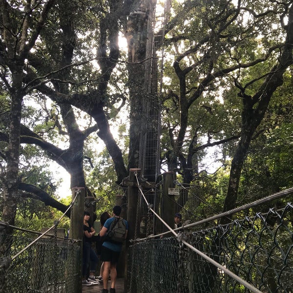 O'Reilly's Tree Top Walk - Trail