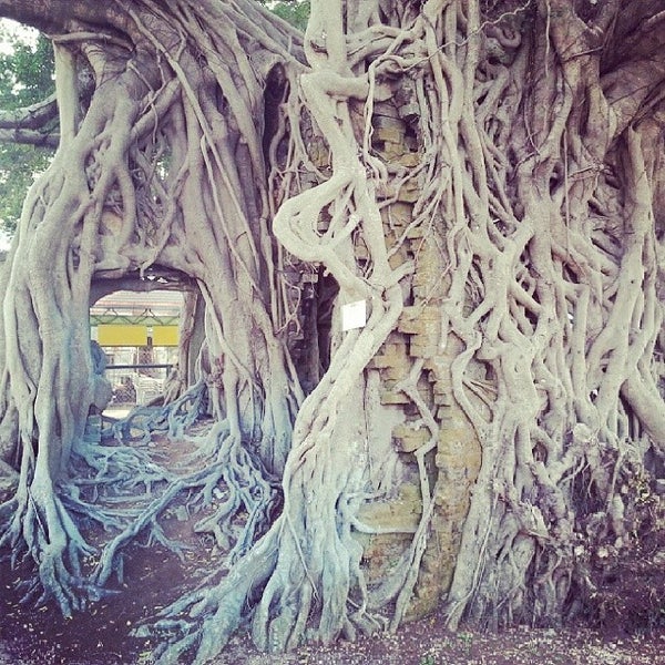 Kam Tin Tree House 錦田樹屋