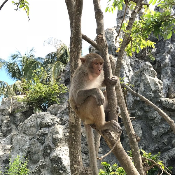 Hon Lao Monkey Island - 17 tips