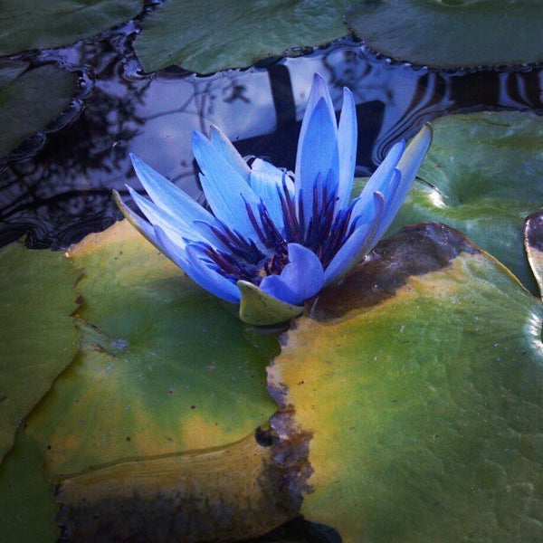 Mercer Arboretum & Botanic Gardens - Garden in Humble
