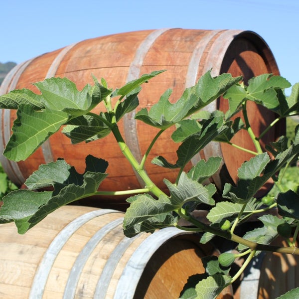 VJB Vineyards & Cellars - Winery in Kenwood