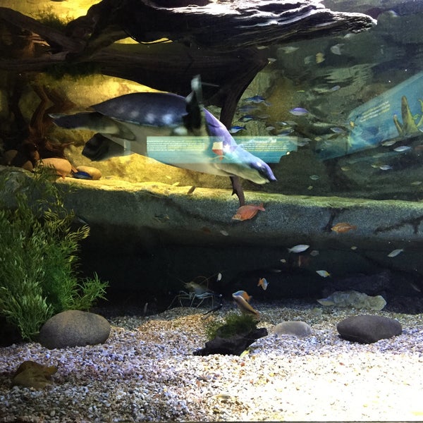 Richard Friedrich Aquarium At The San Antonio Zoo - Uptown Broadway ...