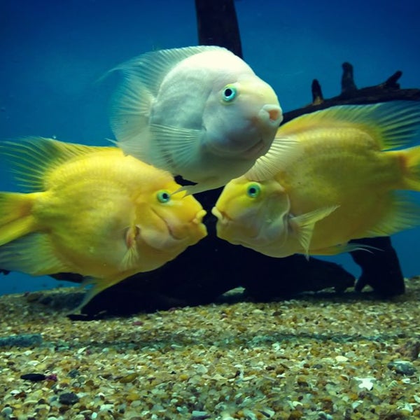 Government Aquarium, Cubbon Park - Zoo in Bengaluru