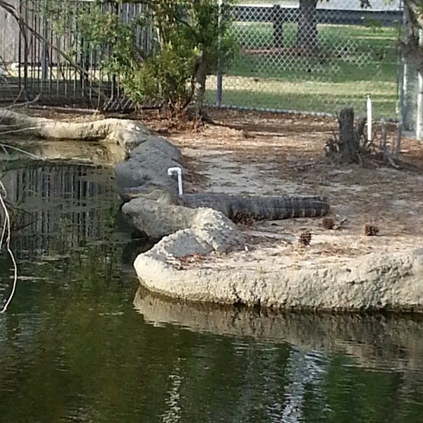 Alligator Habitat - Scenic Lookout
