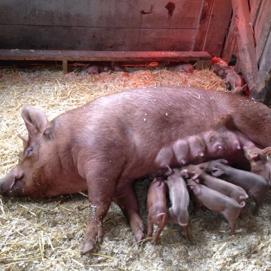 Muscoot Farm - 19 tips from 816 visitors