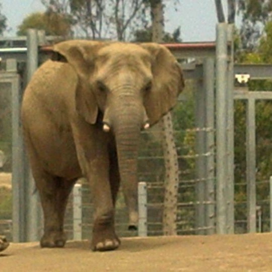 Elephant Odyssey - Balboa Park - San Diego, CA