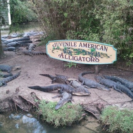 Alligator Adventure - North Myrtle Beach, SC