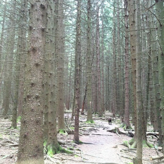 Highland Forest - 6 tips