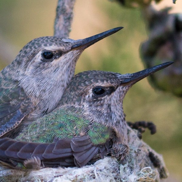 City of Montara - 8 tips