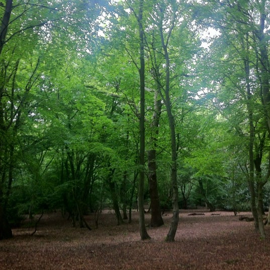 Epping Forest - Essex, Essex