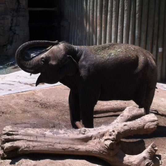 Fresno Chaffee Zoo - Zoo in West Fresno