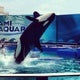 Miami Seaquarium - Virginia Key - 4400 Rickenbacker Cswy