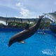 Miami Seaquarium - Virginia Key - 4400 Rickenbacker Cswy